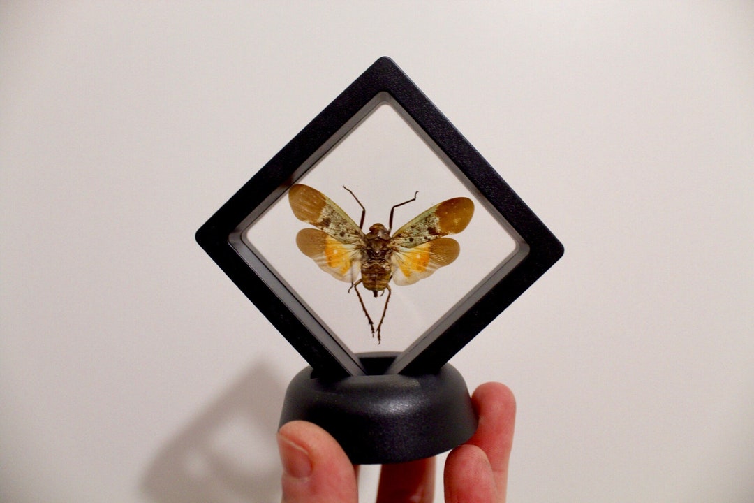 Real Plastic Floating Frame Insect Penthicodes Farinosa Tulia Framed ...