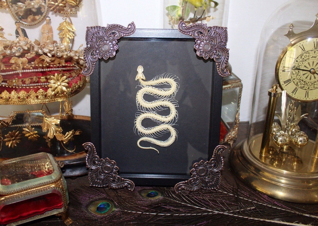 PREORDER Real Skeleton Snake Frame Taxidermy Curiosities Oddities Frame ...