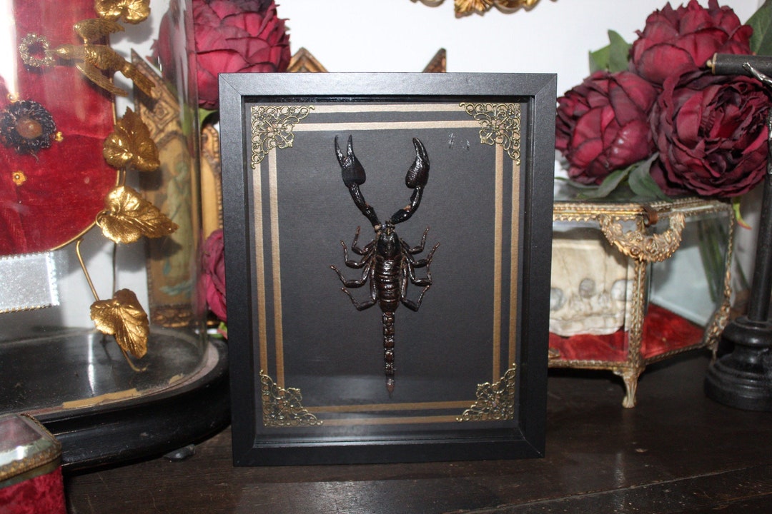 Frame Scorpion Entomology Cabinet of Curiosity Witch Decor Dark Scorpio ...