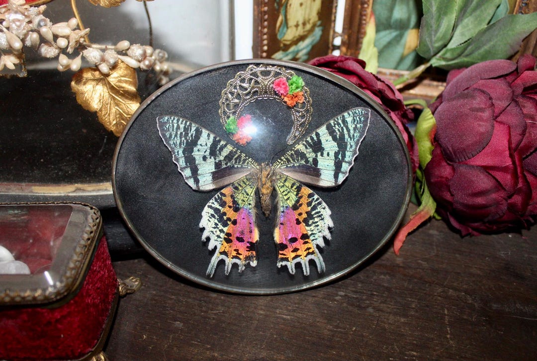 Real Frame Butterfly Sunset Moth Taxidermy Curiosity Cursed Witch ...