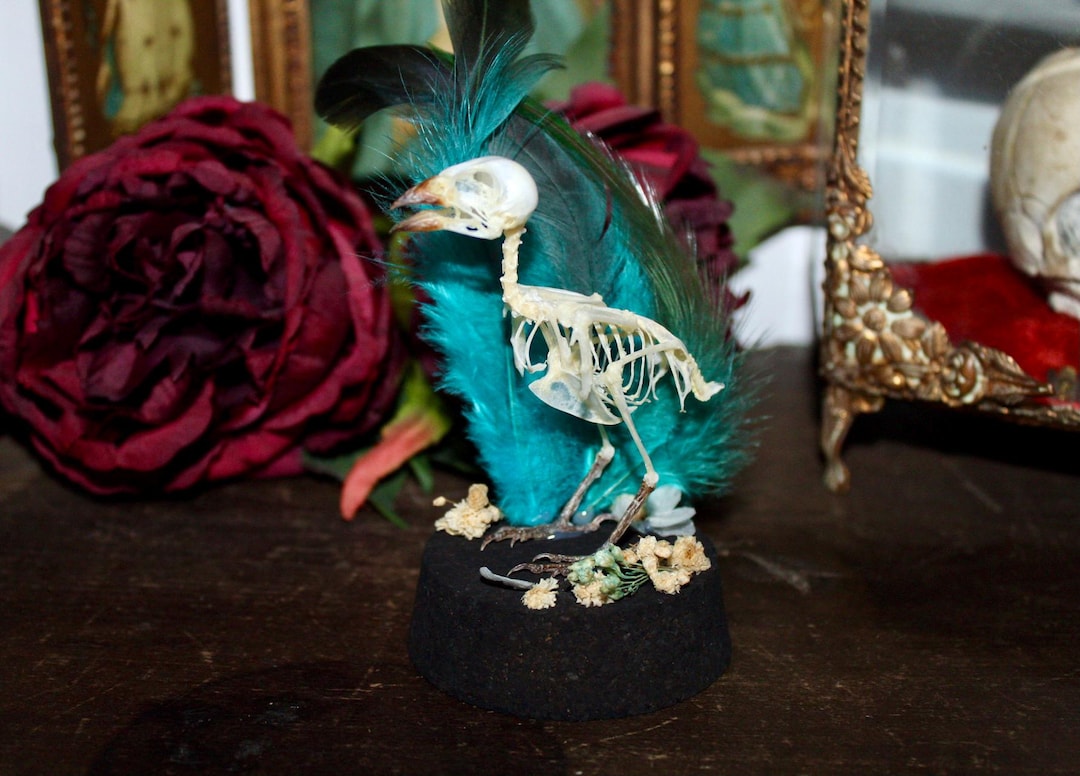 Genuine Globe, Bird Skeleton, Passer Montanus Cabinet of Curiosities ...