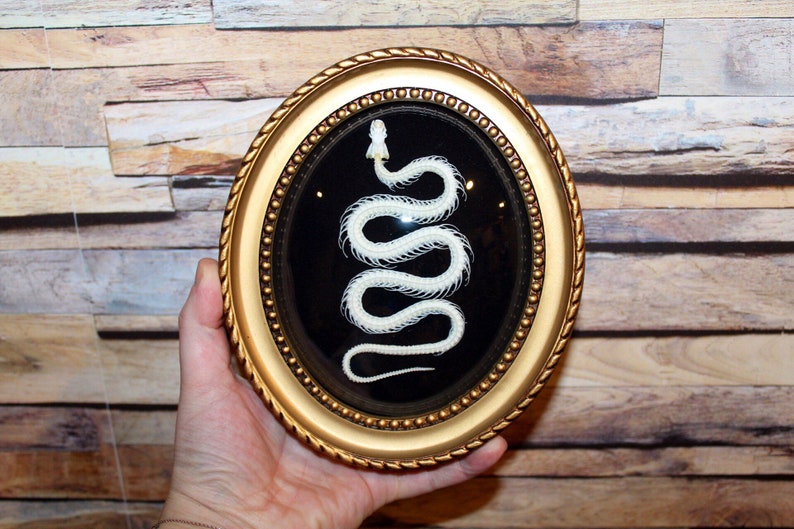 PREORDER Frame Real Skeleton Snake Taxidermy Curiosities | Etsy