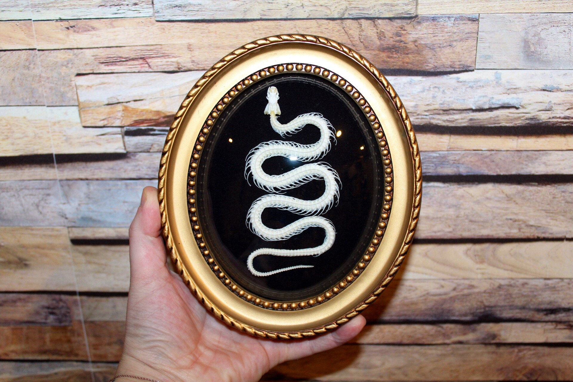 PREORDER Real Frame Snake Skeleton Taxidermy Curiosities Oddities Old ...