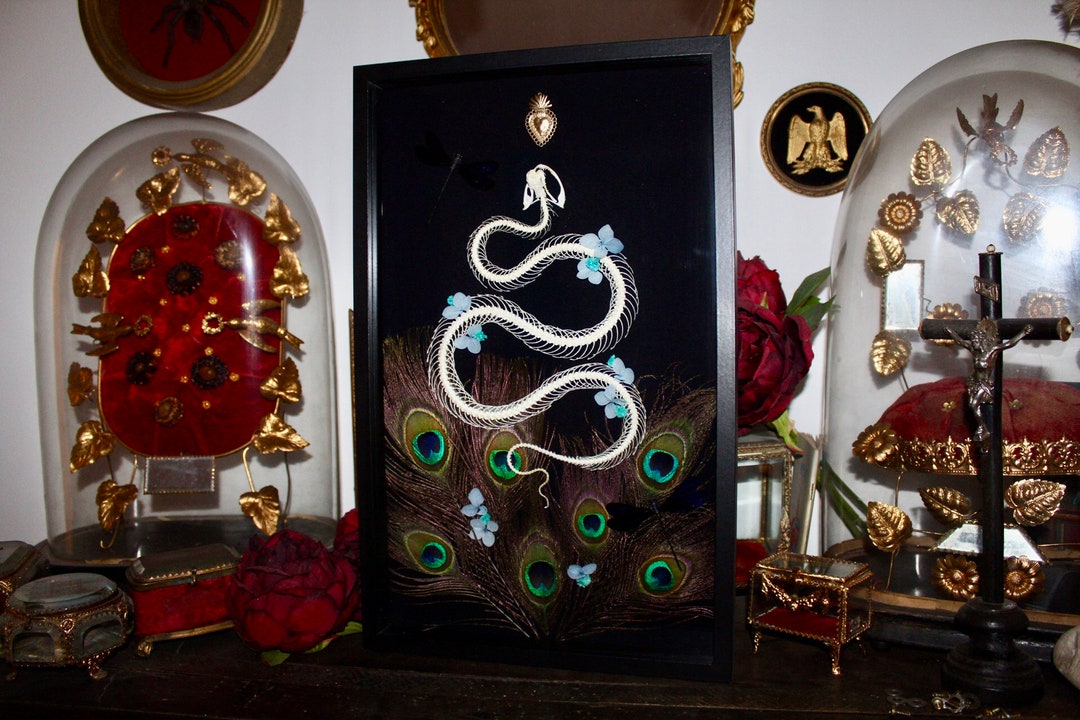 Real Giant Frame Skeleton Snake Taxidermy Curiosities Oddities Old ...