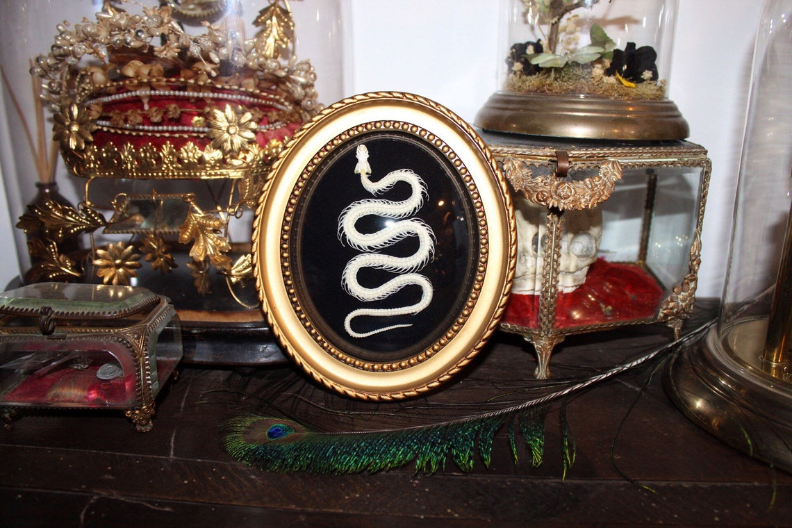 PREORDER Frame Real Skeleton Snake Taxidermy Curiosities | Etsy