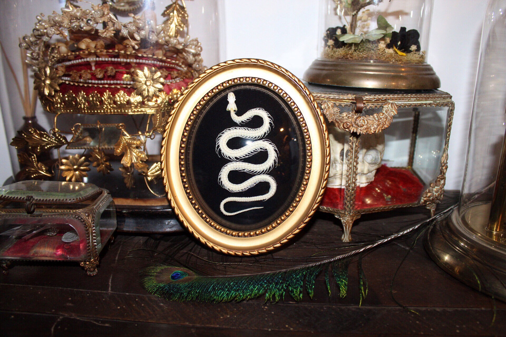 PREORDER Frame Real Skeleton Snake Taxidermy Curiosities | Etsy