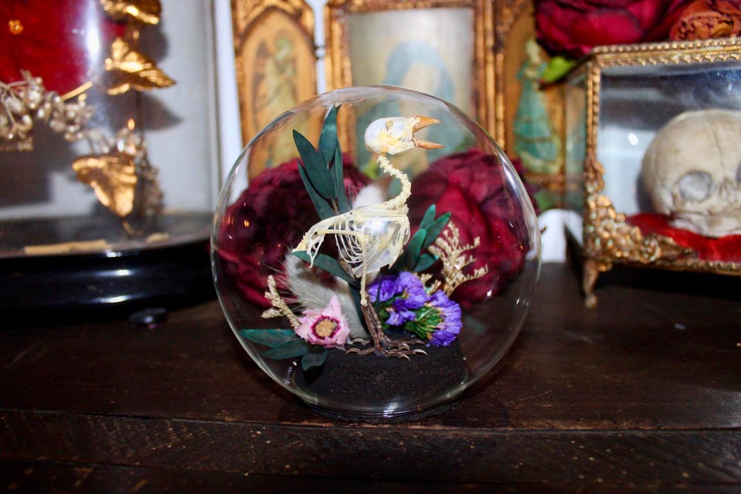 Globe Sphère Véritable Squelette Oiseau Passer Montanus Cabinet De ...