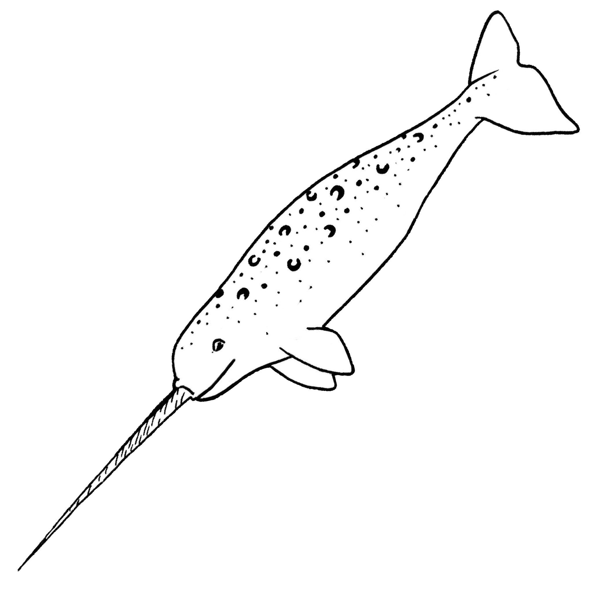 Narwhal Mug Cetacean Coffee Cup - Etsy