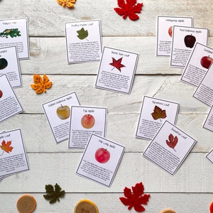 Fall Unit: Science Pack - Etsy