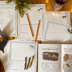 Nocturnal Animals Unit Bundle - Etsy