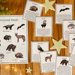 Nocturnal Animals Unit: Science Pack - Etsy