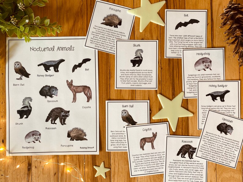 Nocturnal Animals Unit: Science Pack - Etsy