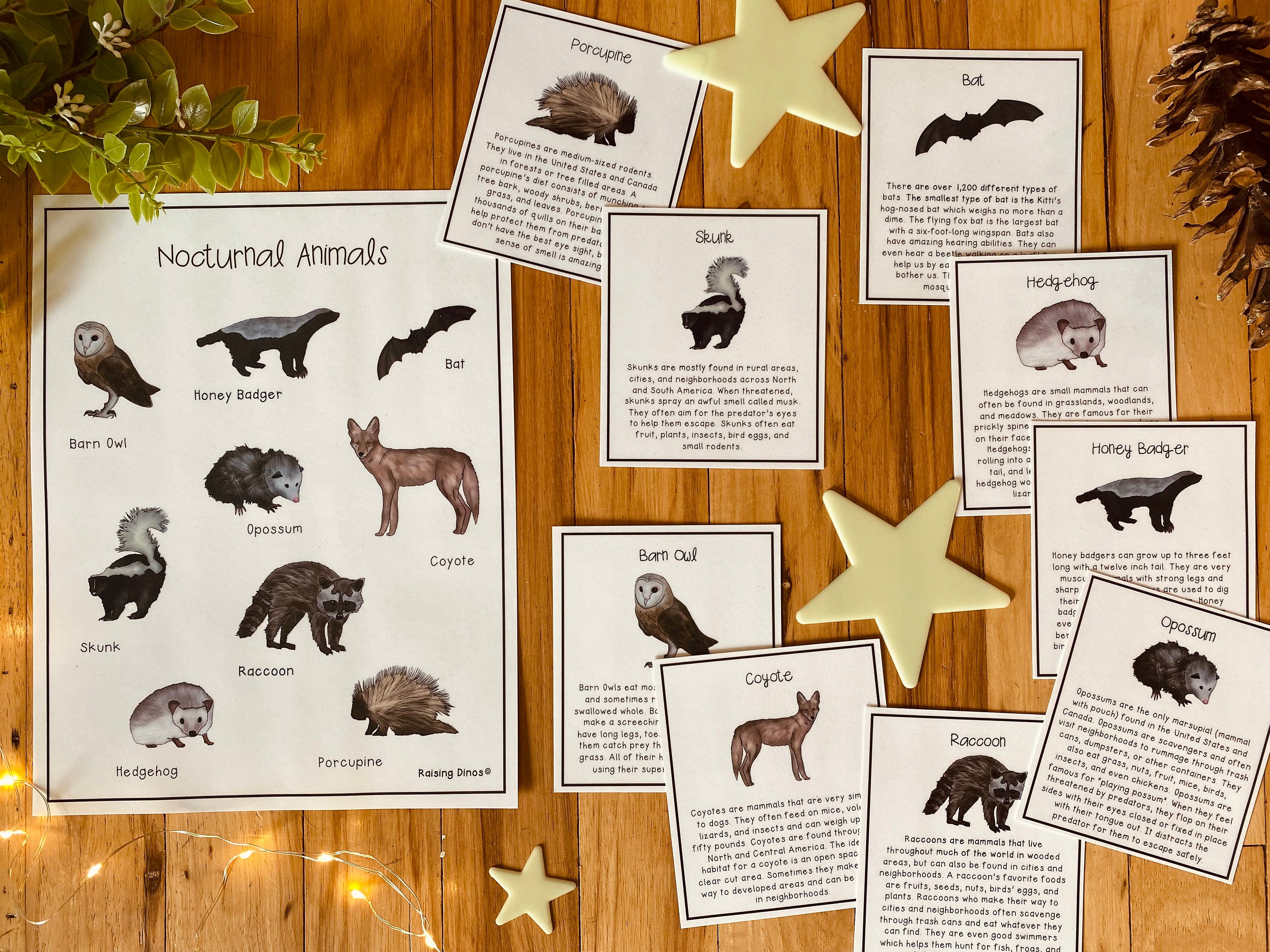 Nocturnal Animals Unit: Science Pack - Etsy