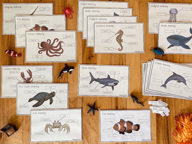 Ocean Unit: Science Pack - Etsy