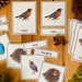 Robin Mini Study - Etsy