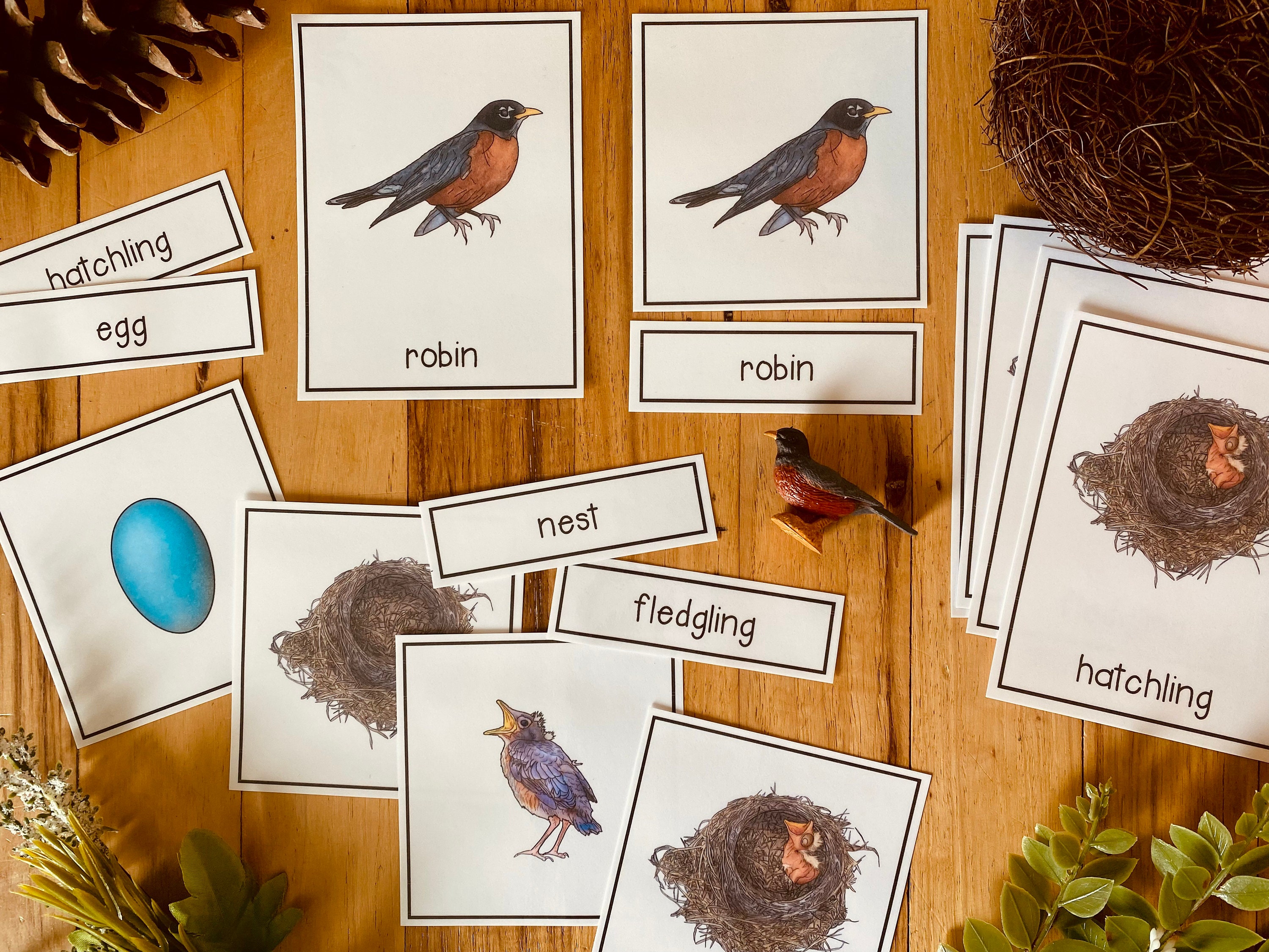 Robin Mini Study - Etsy