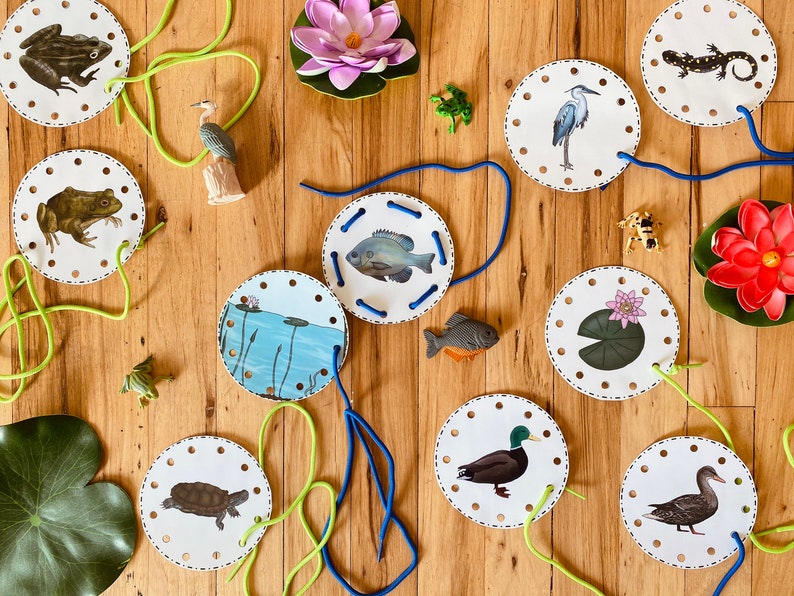 Pond Unit: Science Pack - Etsy