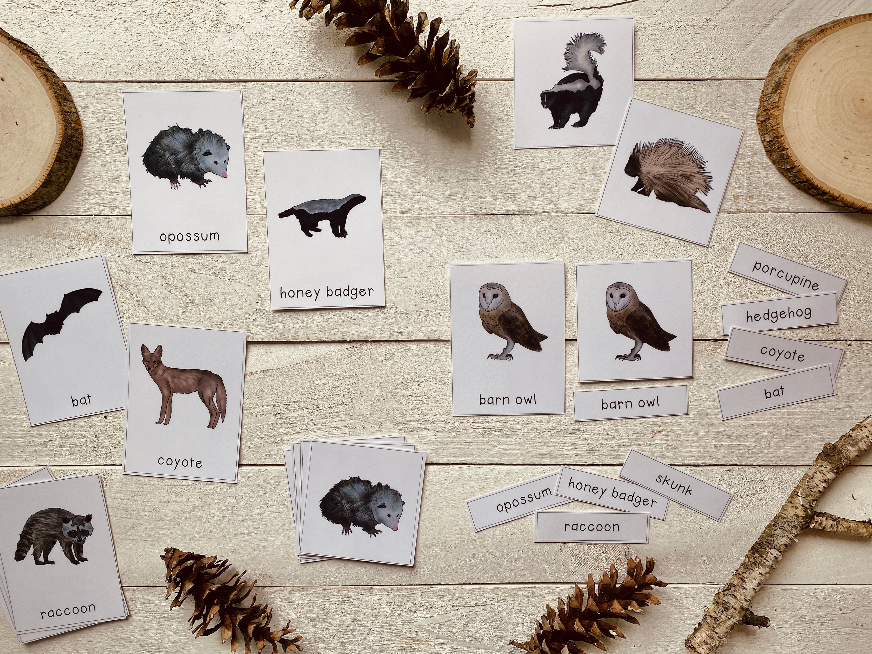 Nocturnal Animals Unit: Science Pack | Etsy