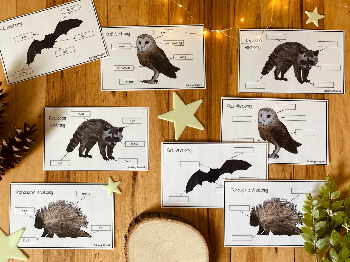 Nocturnal Animals Unit: Science Pack - Etsy