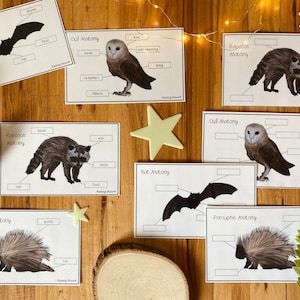 Nocturnal Animals Unit: Science Pack - Etsy