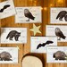 Nocturnal Animals Unit: Science Pack - Etsy