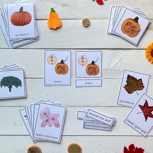 Fall Unit: Science Pack - Etsy