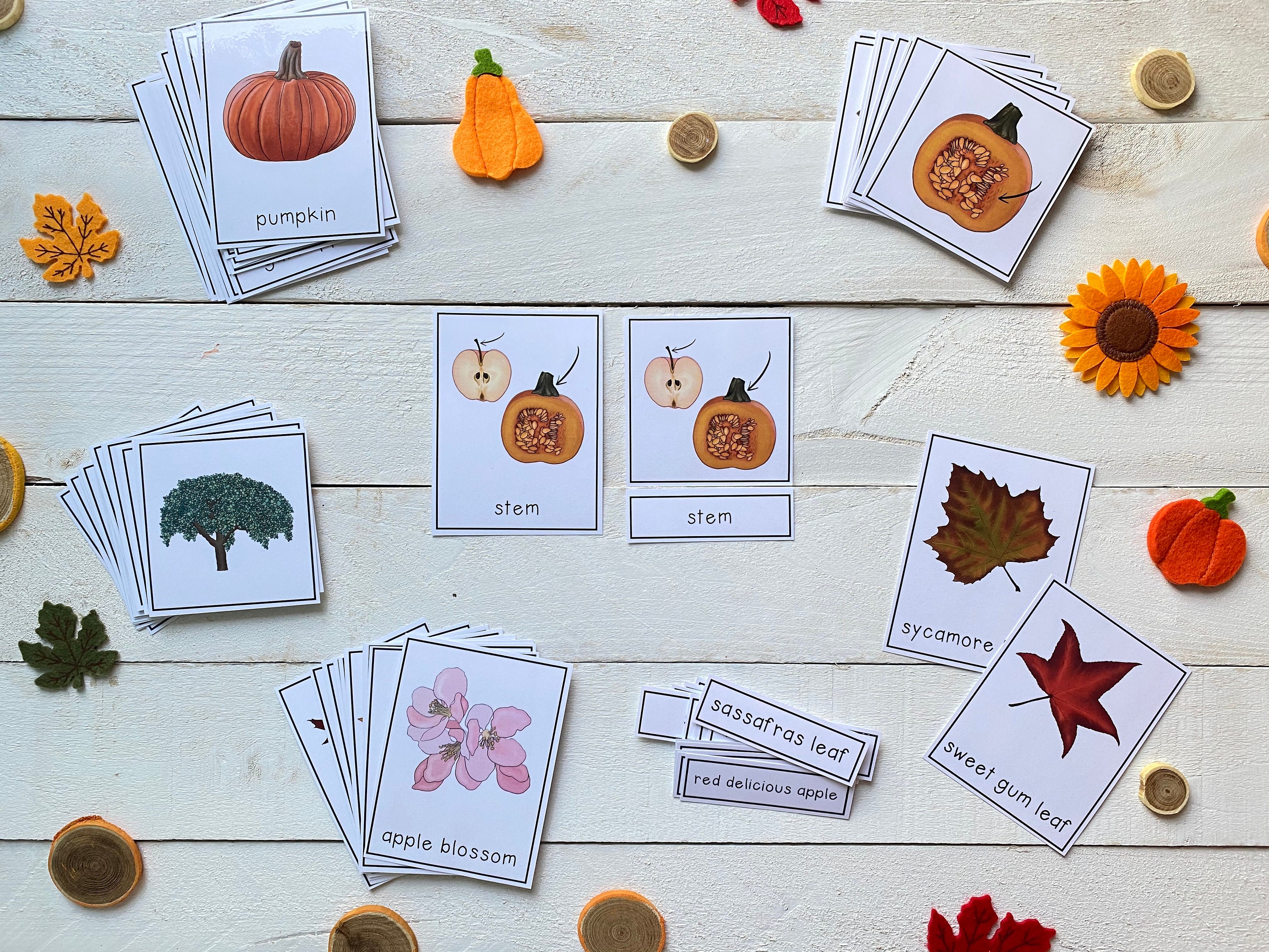 Fall Unit: Science Pack - Etsy