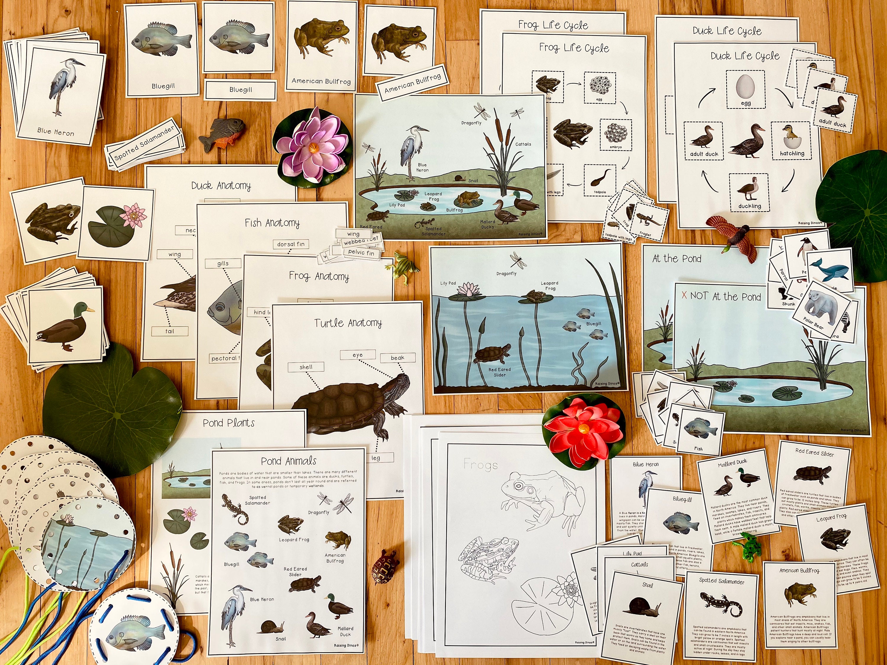 Pond Unit: Science Pack - Etsy