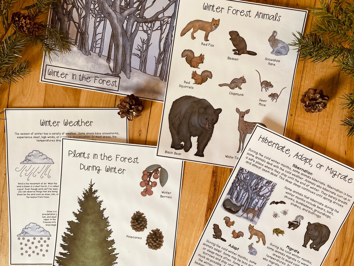 Winter Forest Unit: Science Pack | Etsy