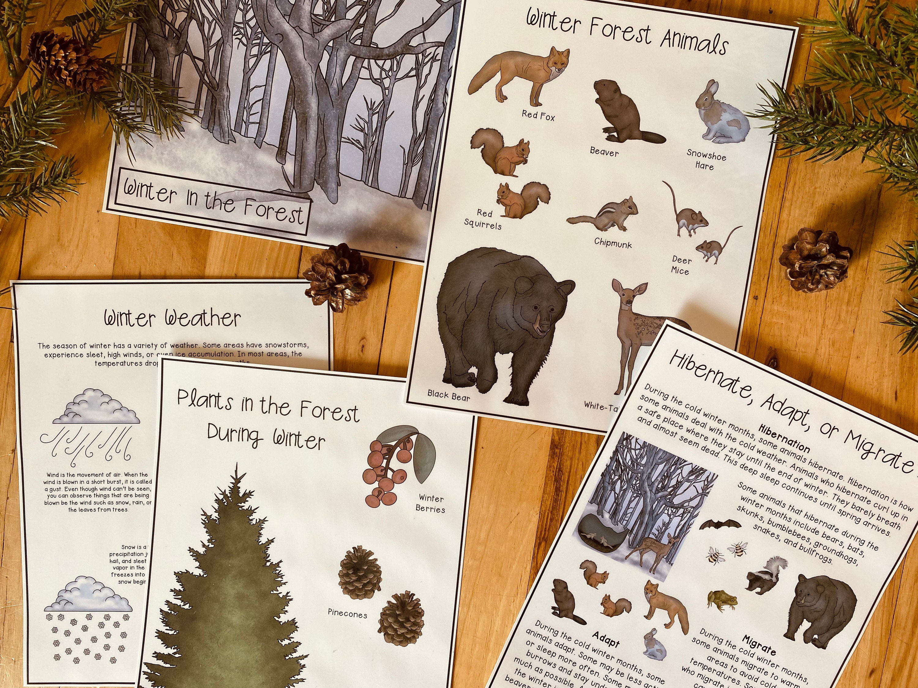 Winter Forest Unit: Science Pack - Etsy