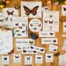 Butterfly Unit Bundle - Etsy