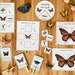 Butterfly Unit: Science Pack (Download Now) - Etsy