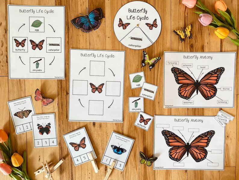 Butterfly Unit: Science Pack - Etsy