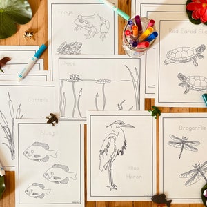 Pond Unit: Science Pack - Etsy