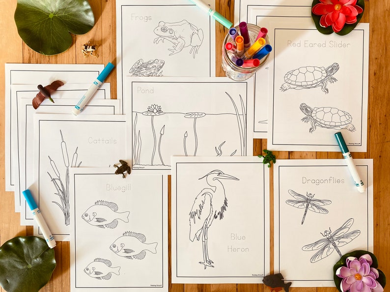 Pond Unit: Science Pack | Etsy