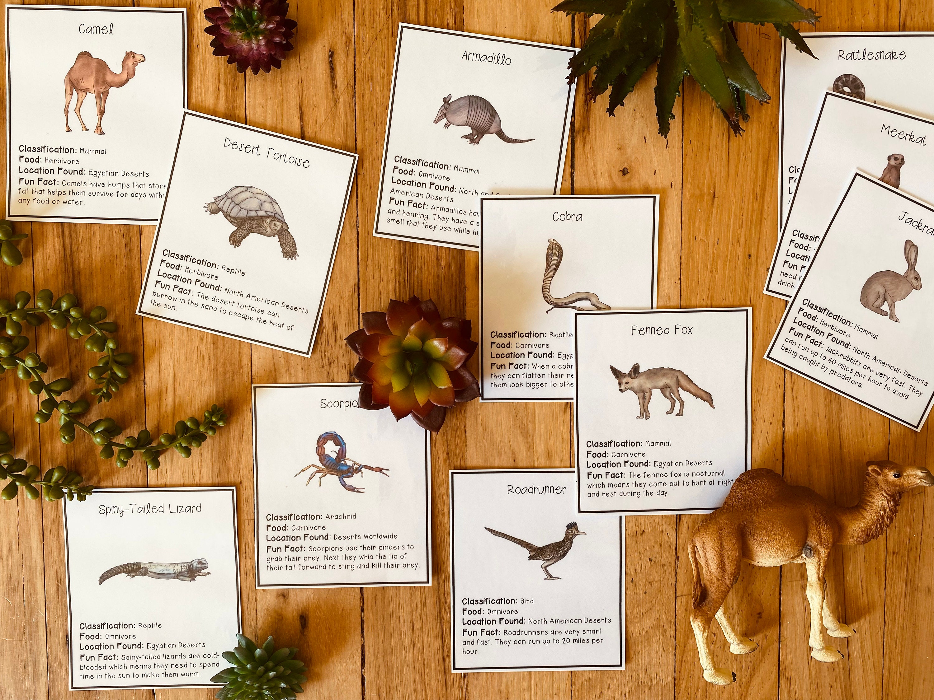 Desert Unit: Science Pack - Etsy