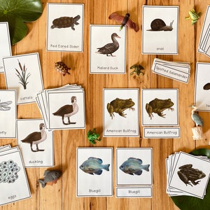 Pond Unit Bundle - Etsy