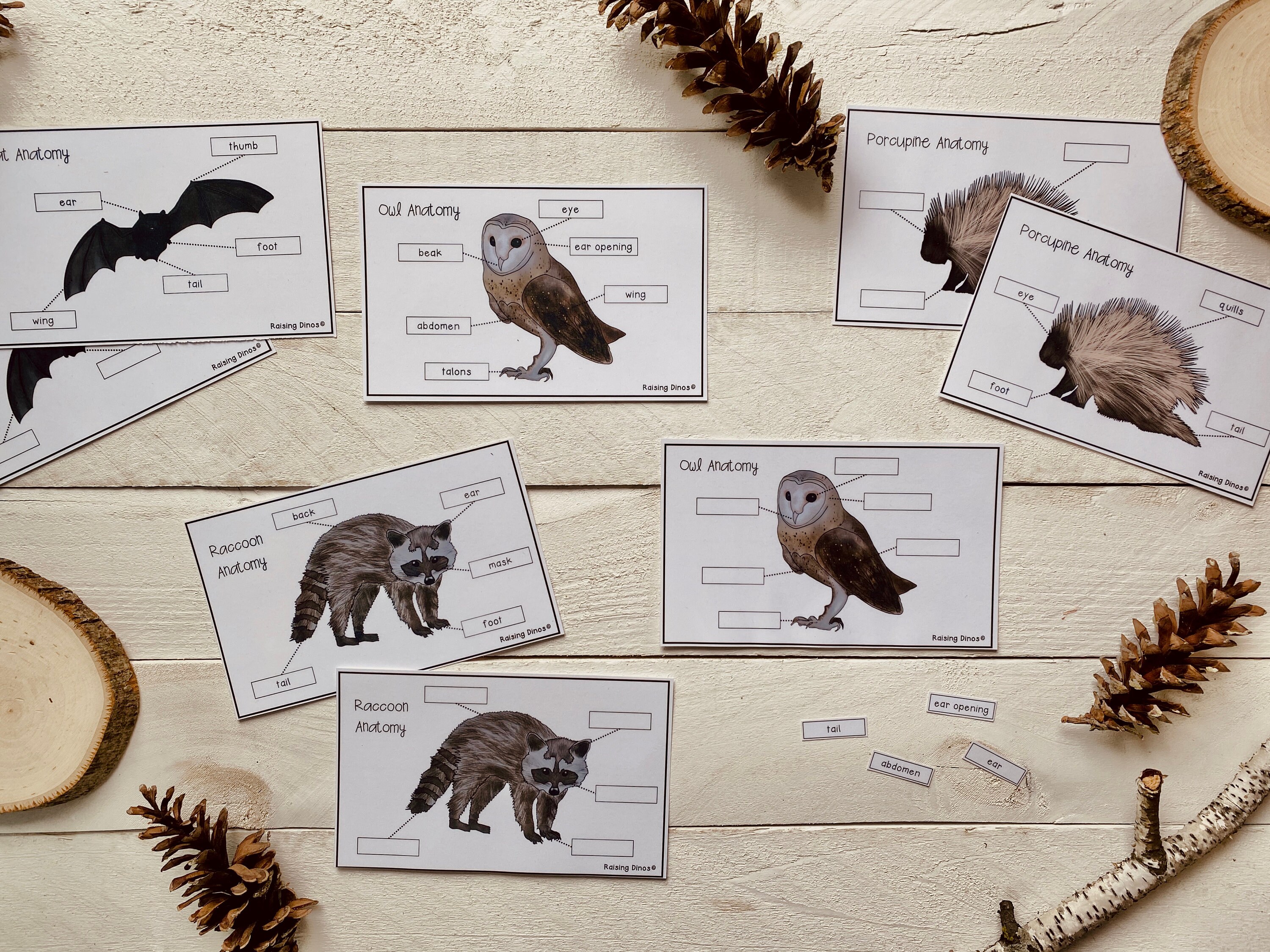 Nocturnal Animals Unit: Science Pack | Etsy