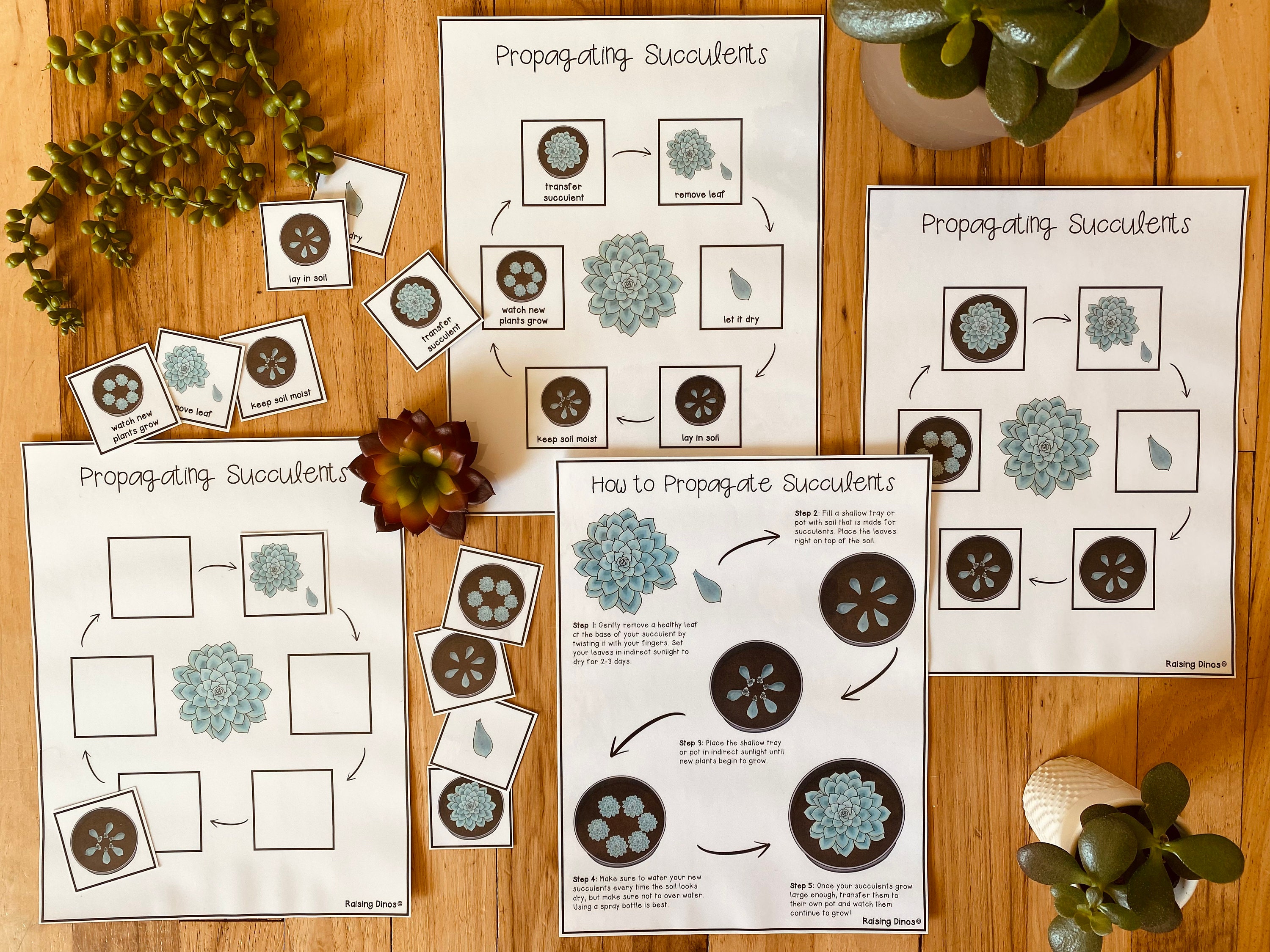 Desert Unit: Science Pack - Etsy