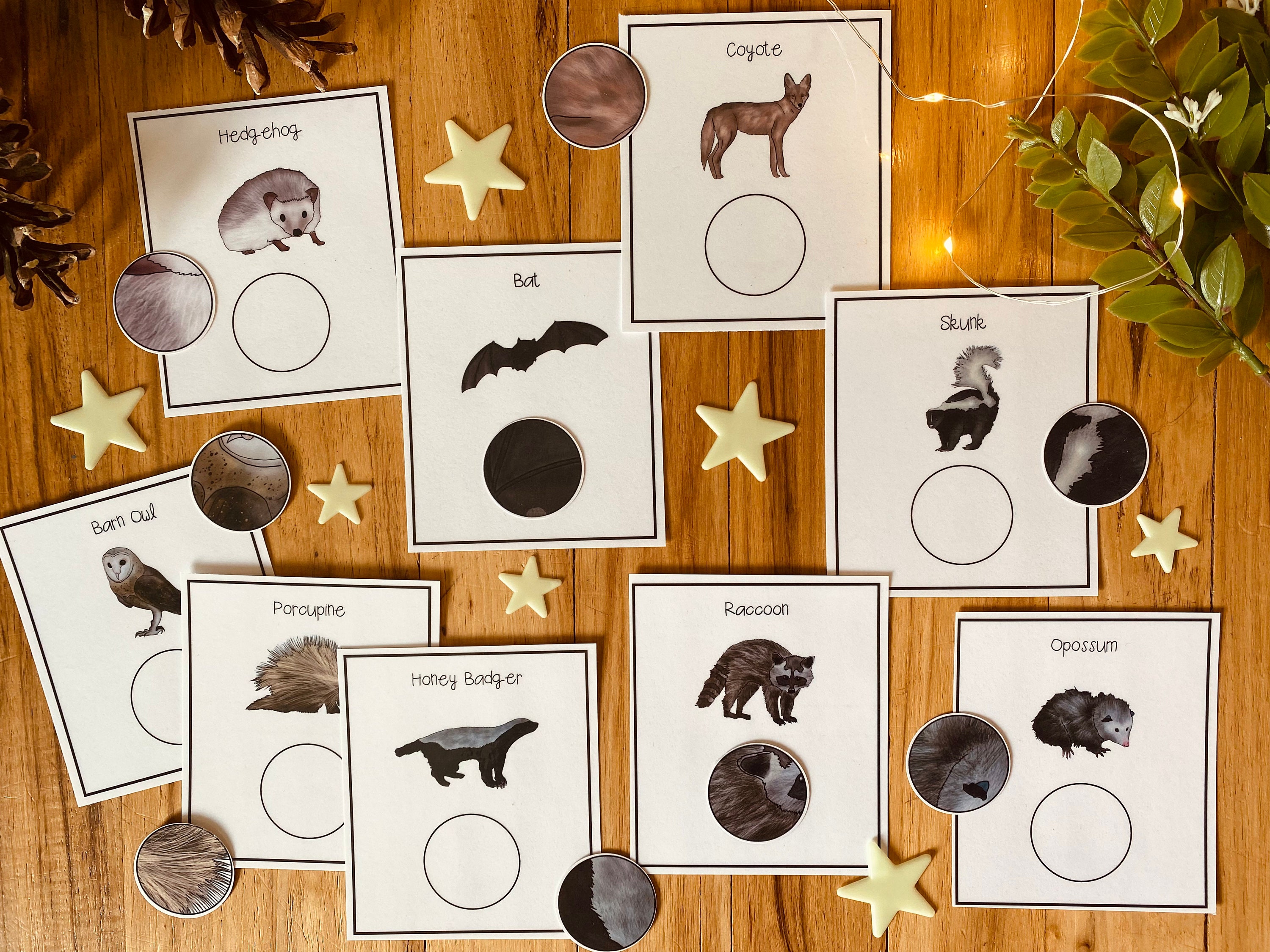Nocturnal Animals Unit: Science Pack - Etsy
