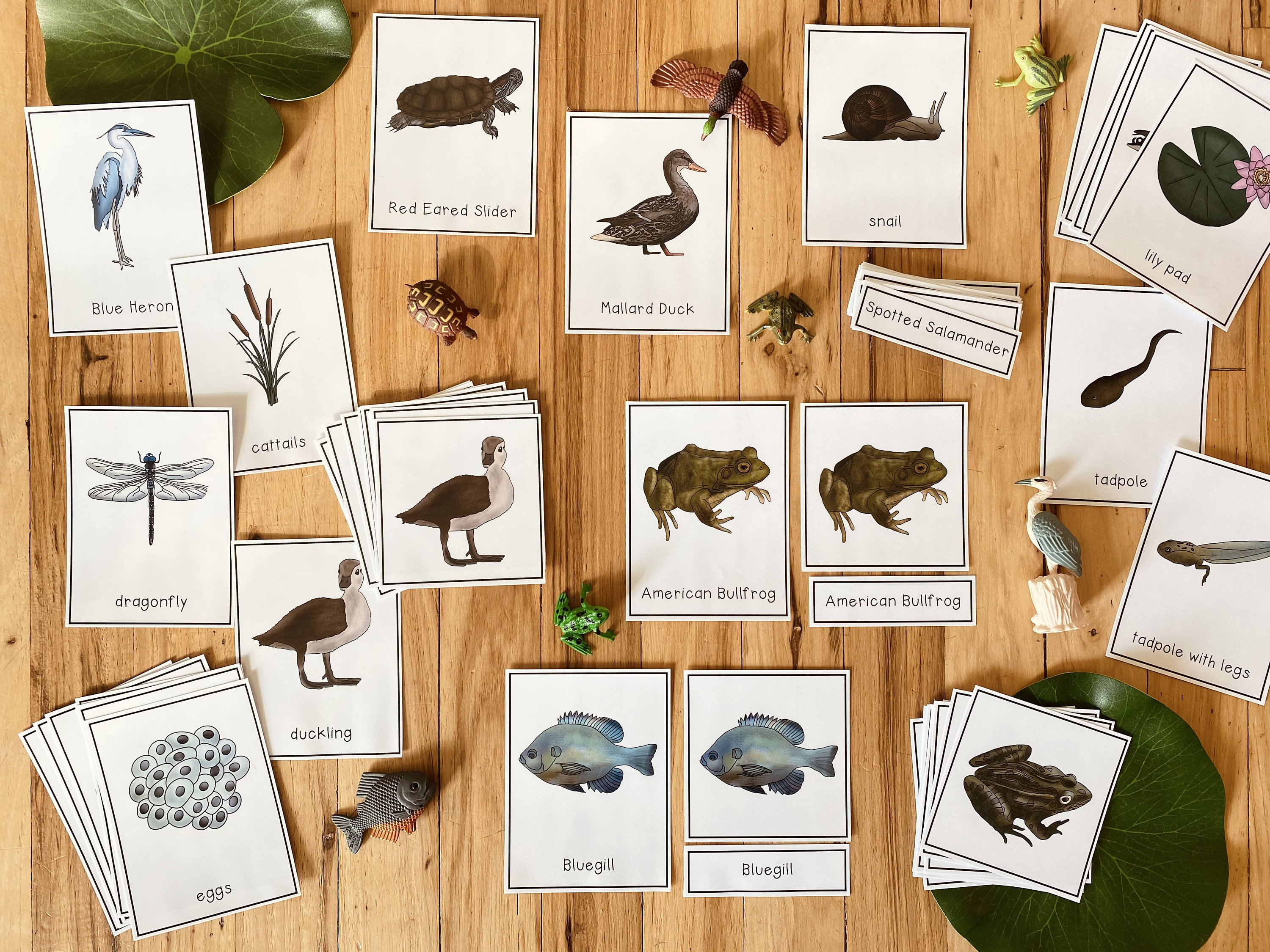 Pond Unit: Science Pack - Etsy