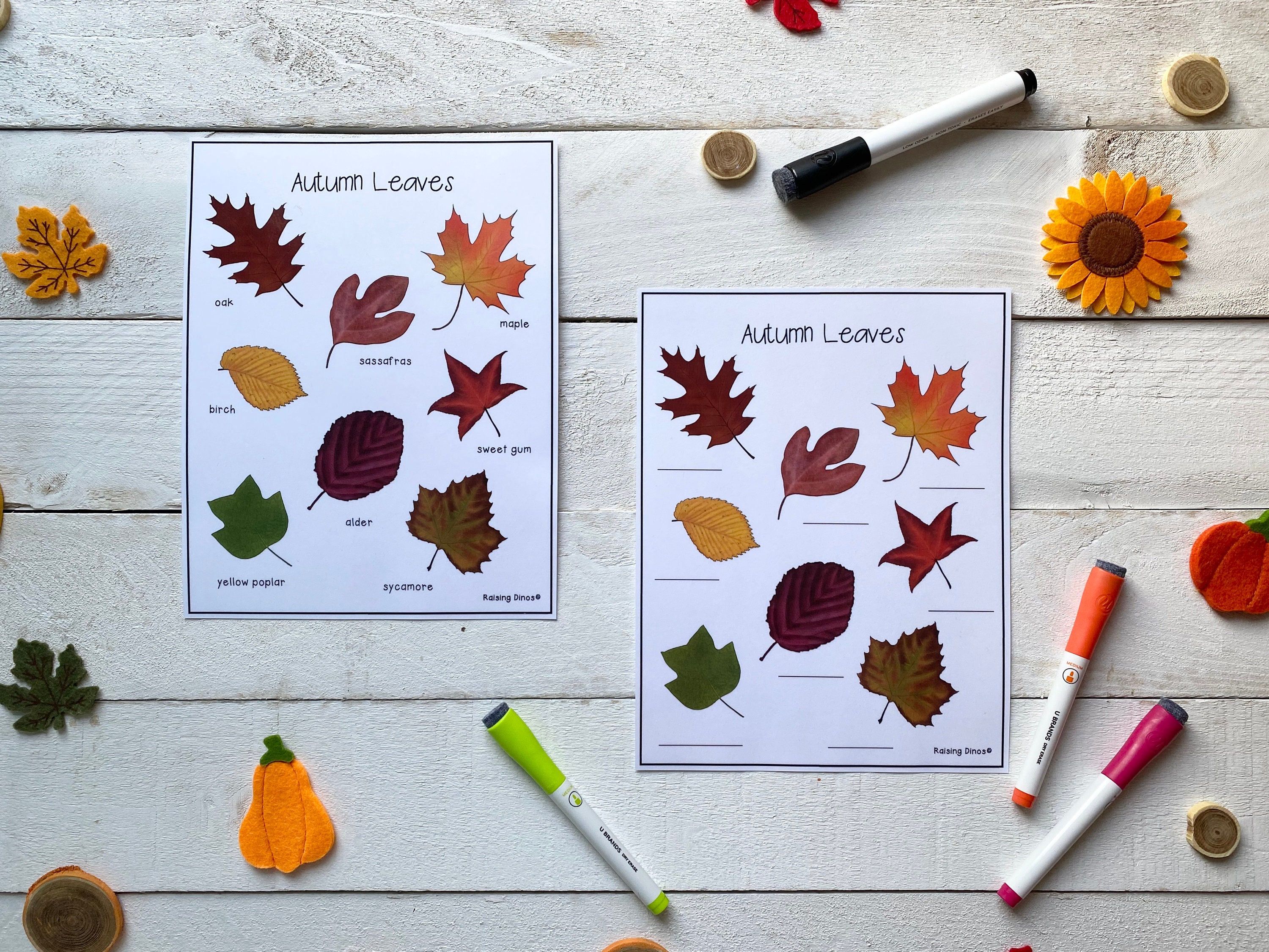 Fall Unit: Science Pack - Etsy