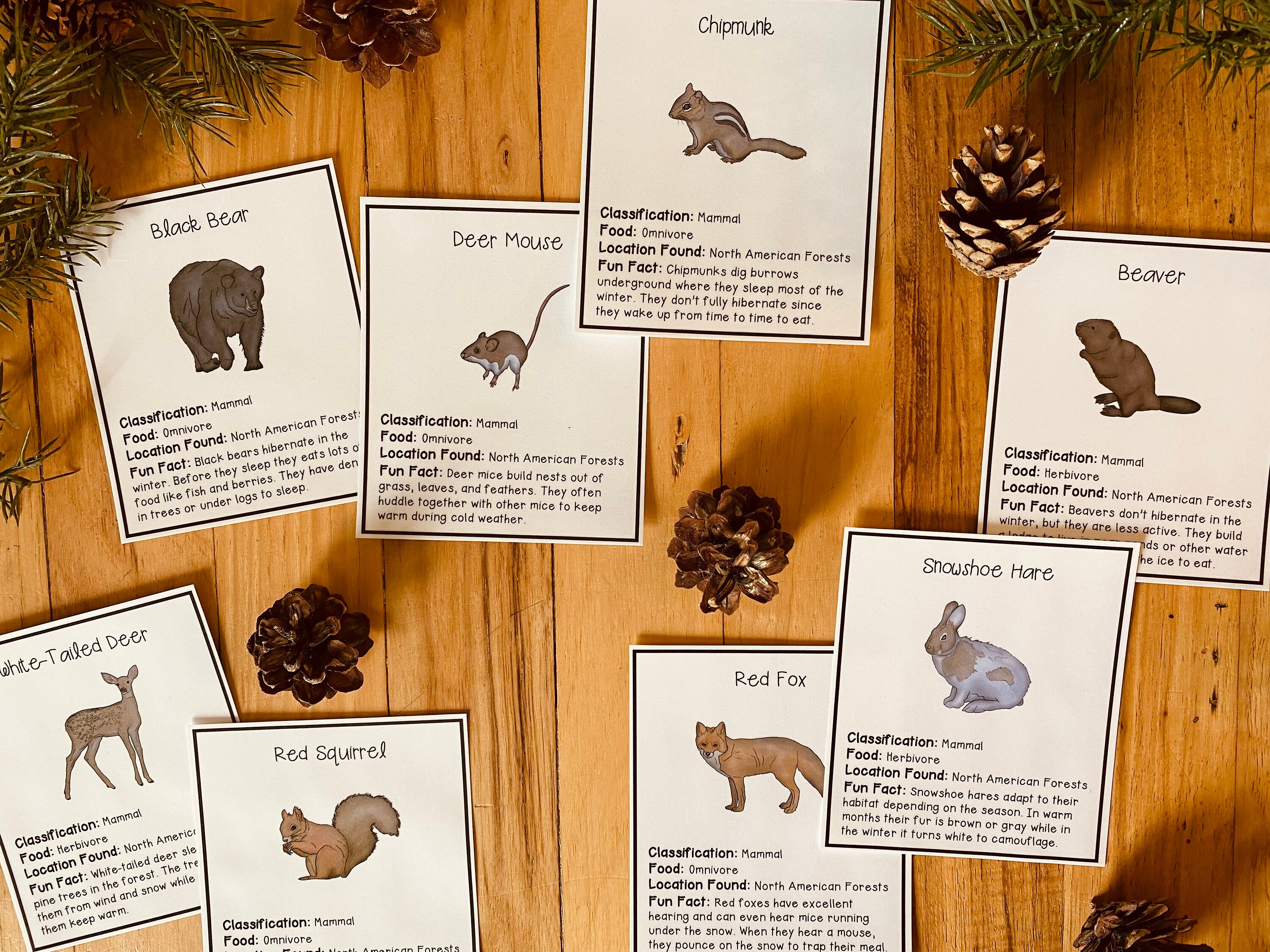 Winter Forest Unit: Science Pack - Etsy