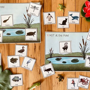 Pond Unit: Science Pack - Etsy