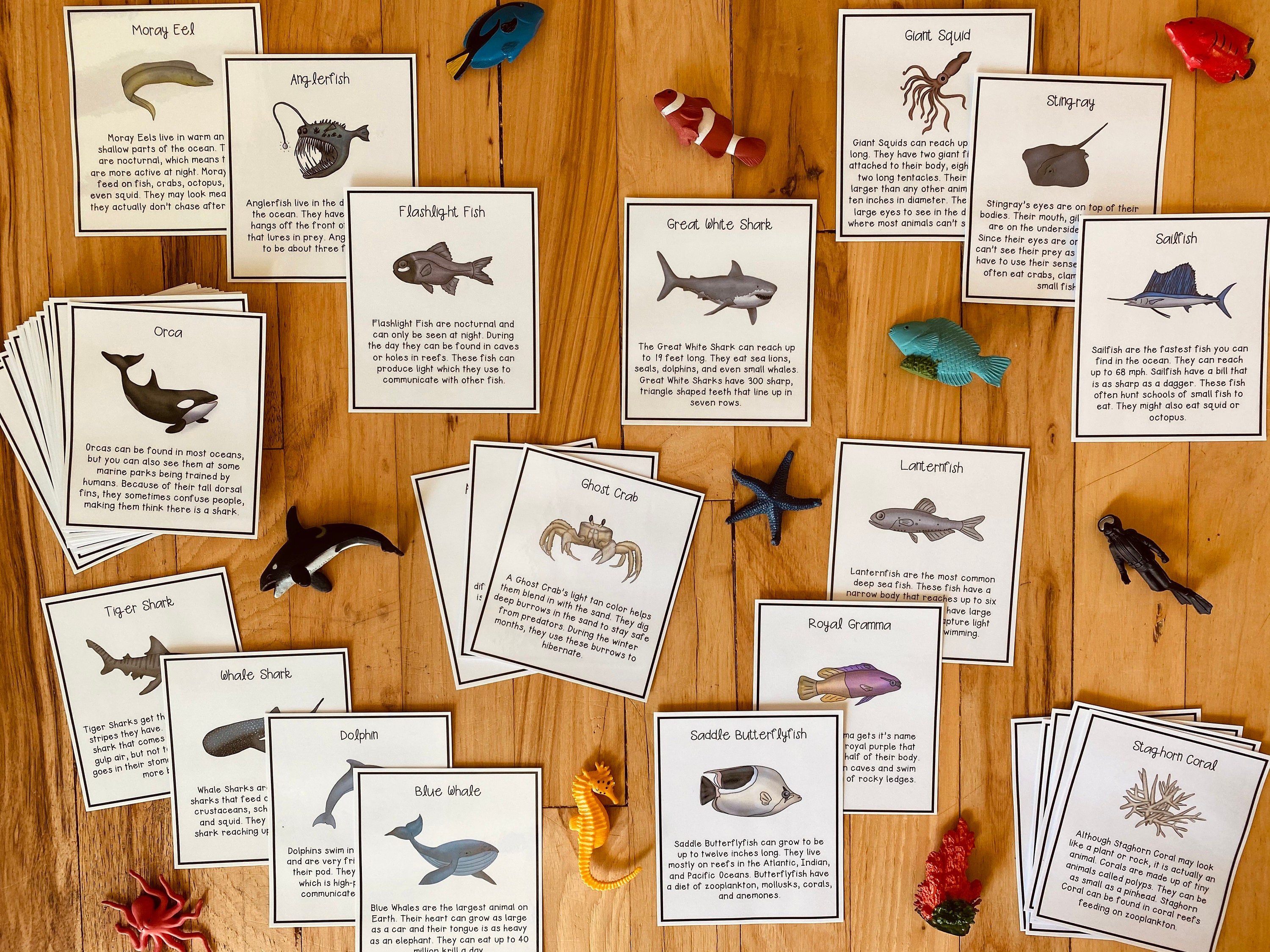 Ocean Unit: Science Pack | Etsy