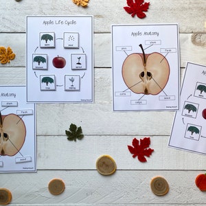Fall Unit: Science Pack - Etsy