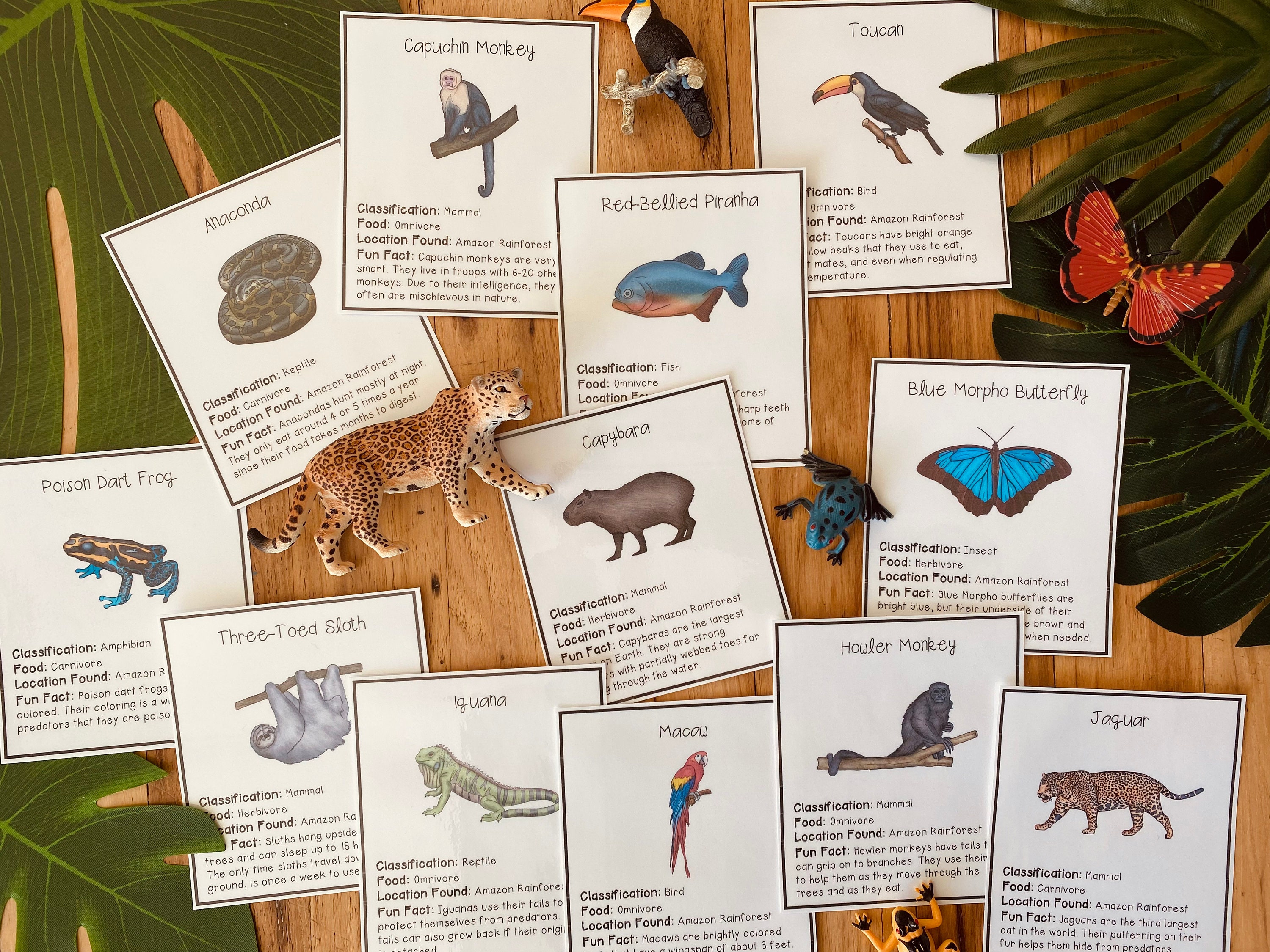 Rainforest Unit: Science Pack - Etsy