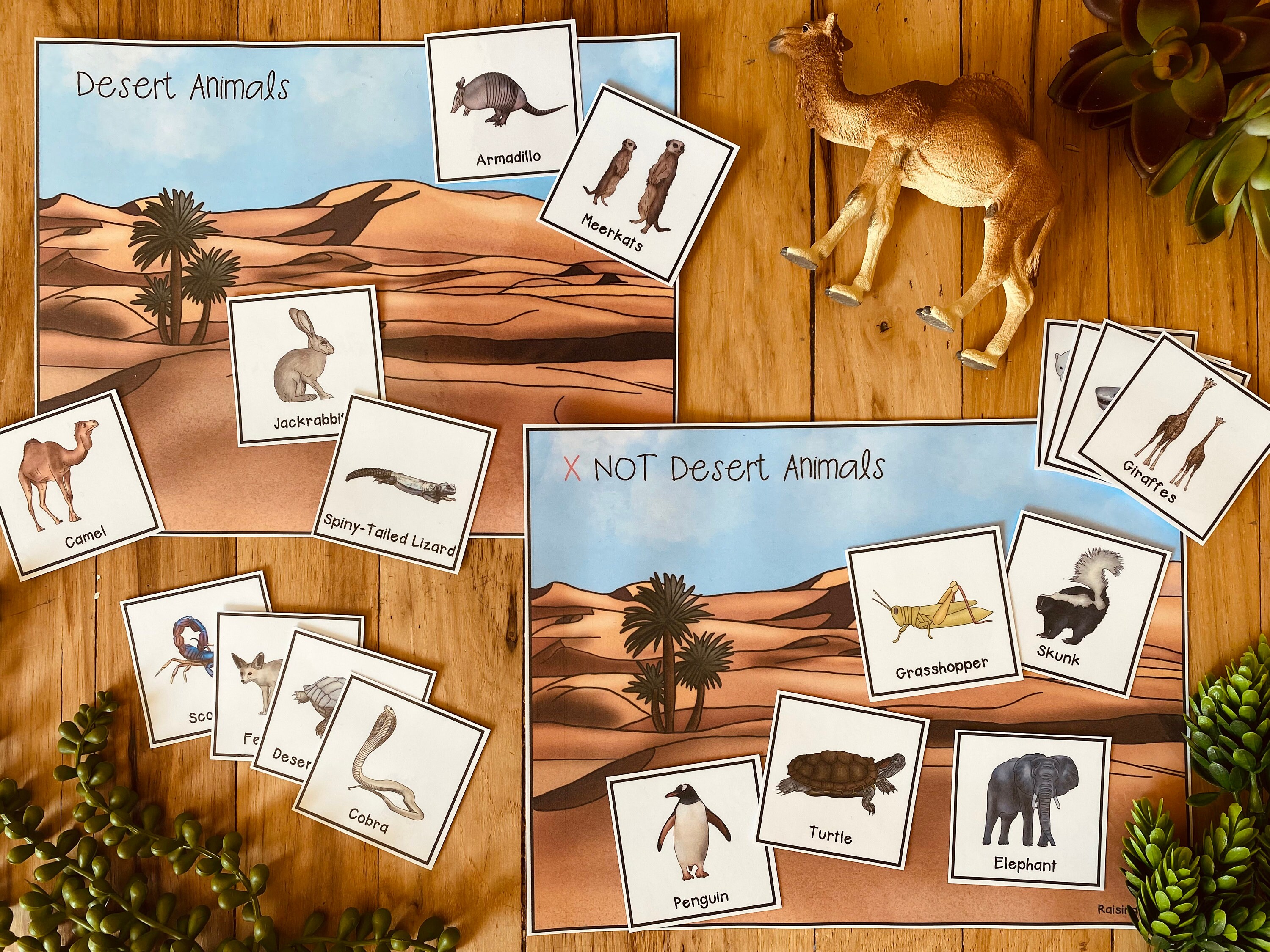 Desert Unit: Science Pack - Etsy