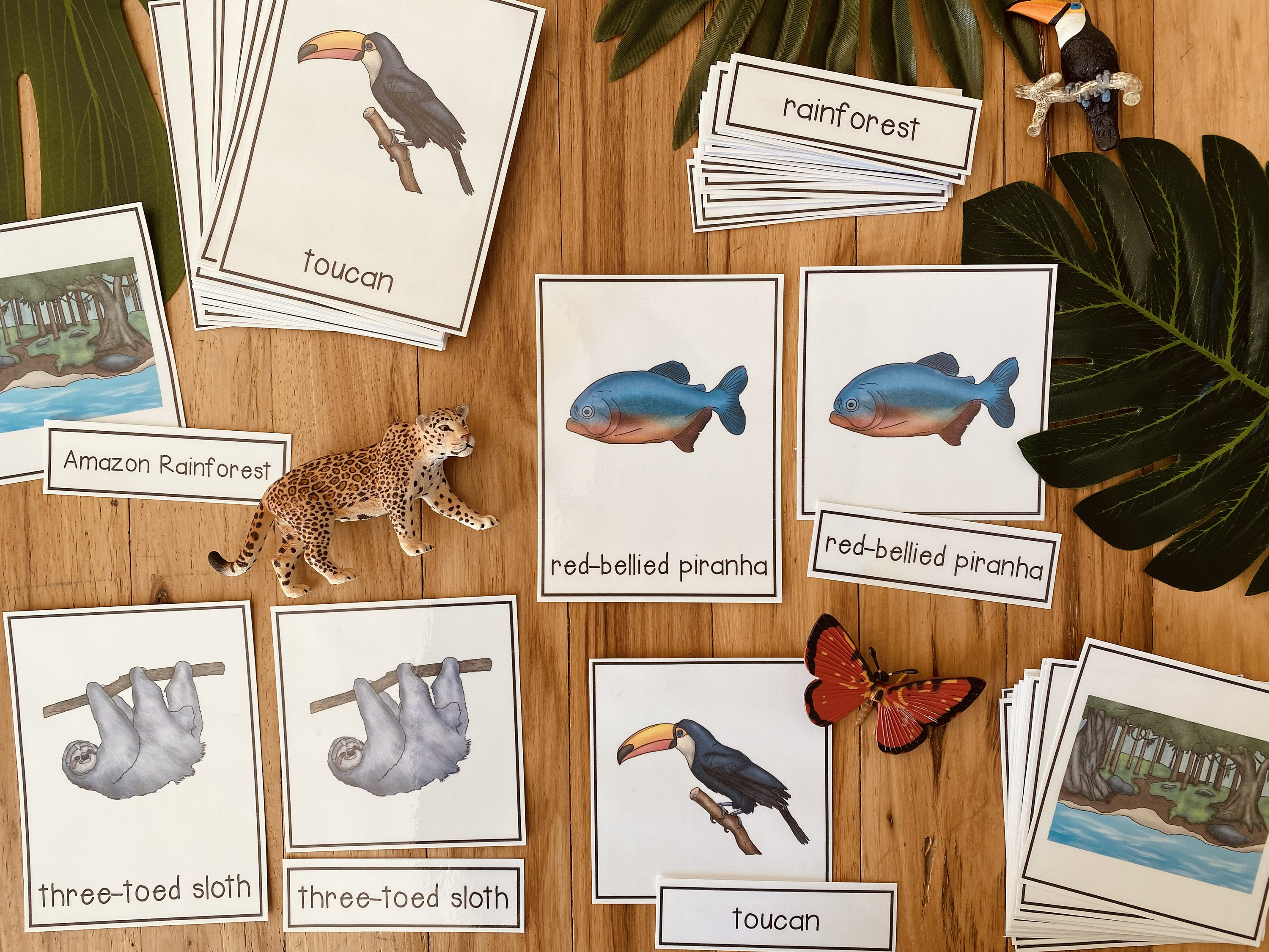 Rainforest Unit: Science Pack - Etsy