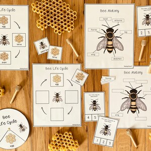 Bee Unit: Science Pack - Etsy